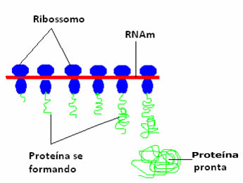 Ribossomos. Estudo dos ribossomos - PrePara ENEM